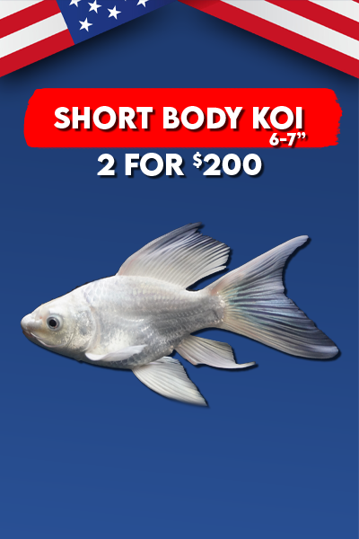 4th of July Sale - Short Body Koi — King Koi and Goldfish