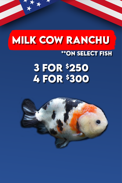 Milk Cow Ranchu Collection — King Koi and Goldfish