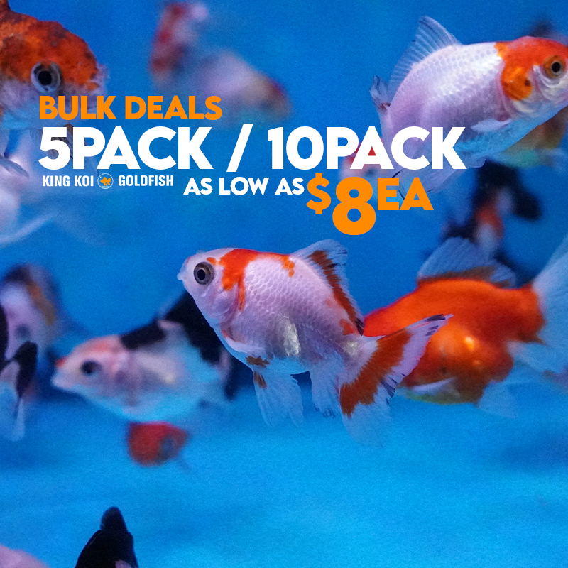 Baby Thai Oranda - Bulk Deals — King Koi and Goldfish