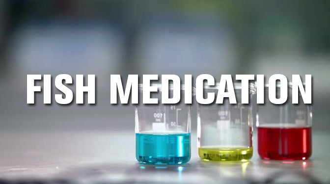 Fish Medication – King Koi and Goldfish