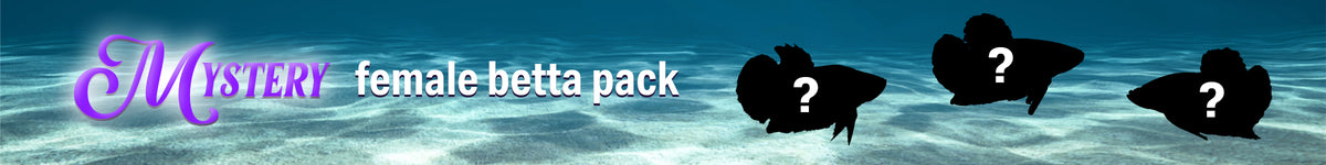 Mystery Betta Pack – King Koi and Goldfish