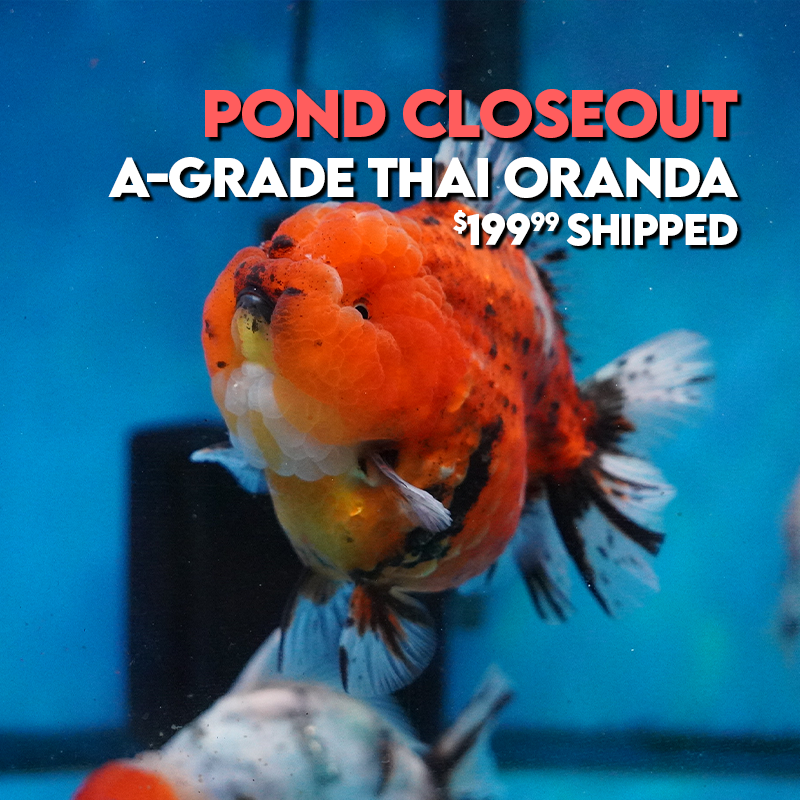 Closeout: Large Thai Oranda — King Koi and Goldfish