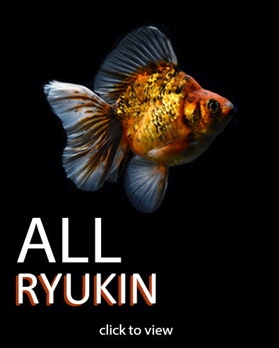 All Ryukin – King Koi and Goldfish