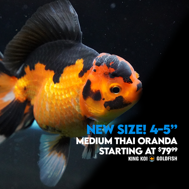 Medium Thai Oranda — King Koi and Goldfish
