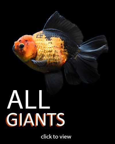 All Giants – King Koi and Goldfish