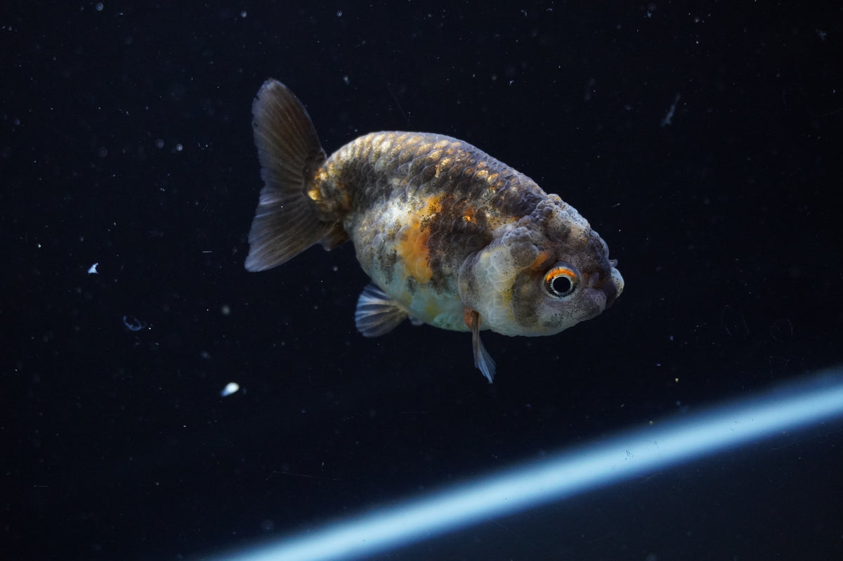 Ranchu Calico – King Koi and Goldfish