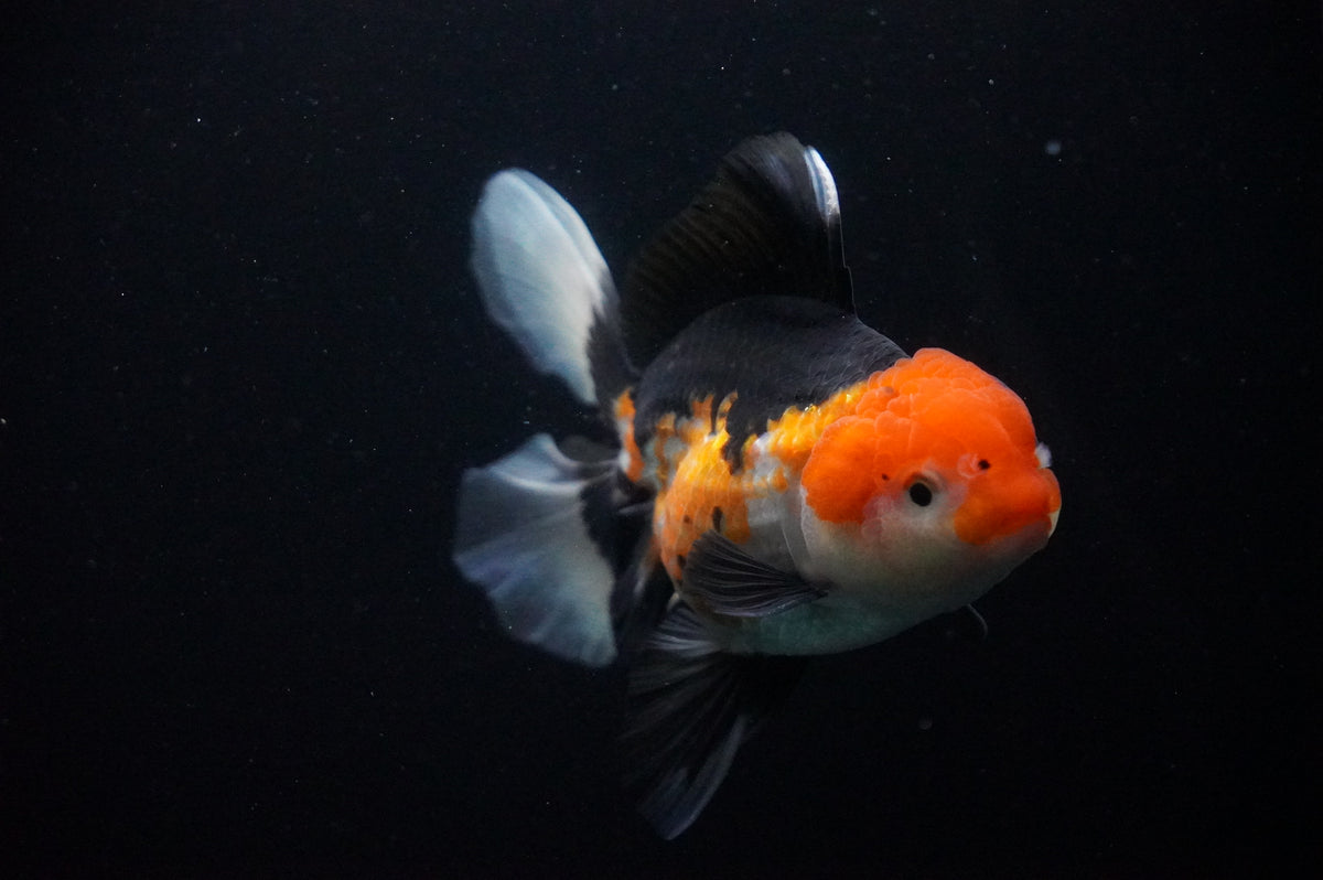Ranchu Calico – King Koi and Goldfish