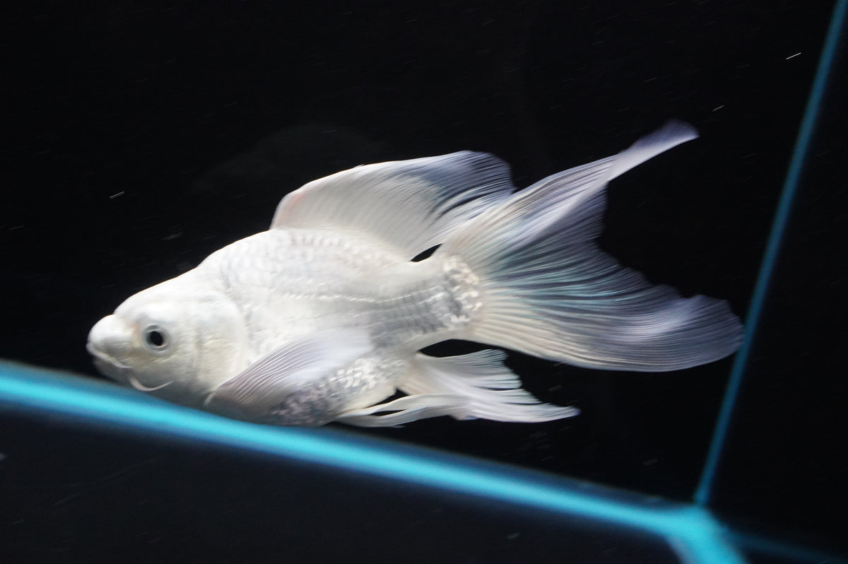 Koi Platinum — King Koi and Goldfish