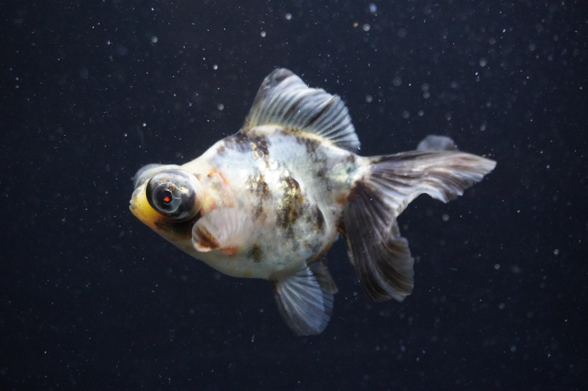 Chinese Ranchu — King Koi and Goldfish