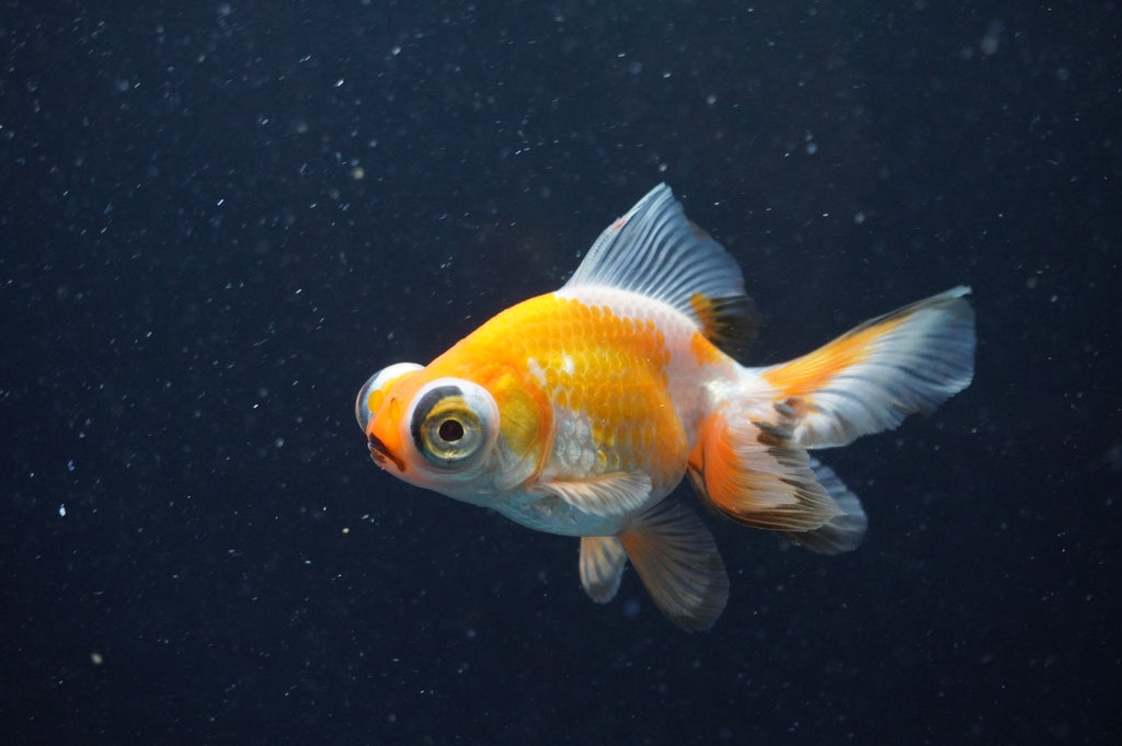 Chinese Ranchu — King Koi and Goldfish