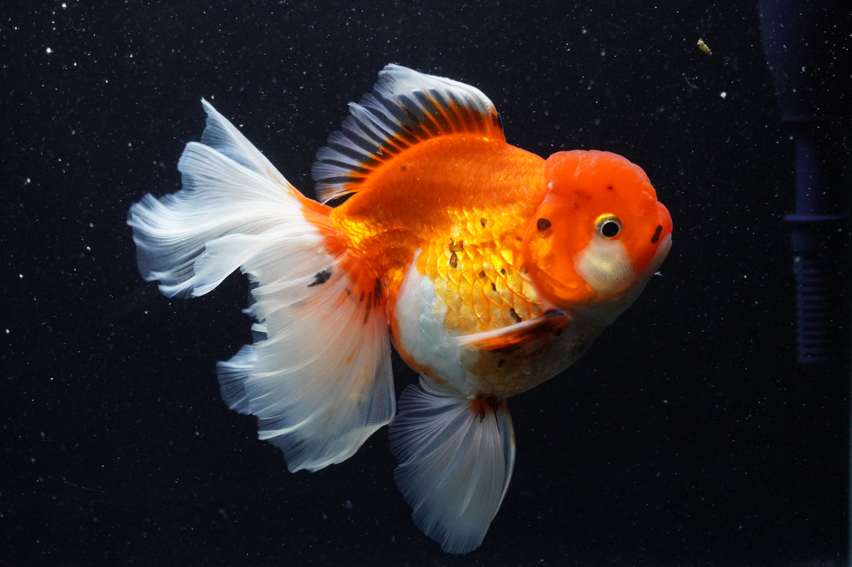 Thai Oranda Tricolor – King Koi and Goldfish