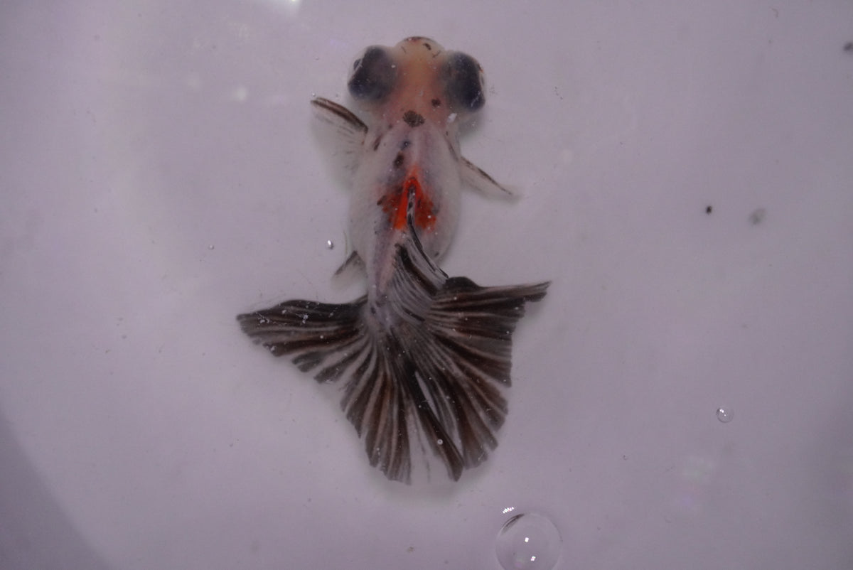 Butterfly Calico – King Koi and Goldfish