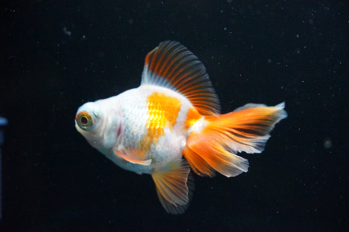 Ryukin Calico – King Koi and Goldfish