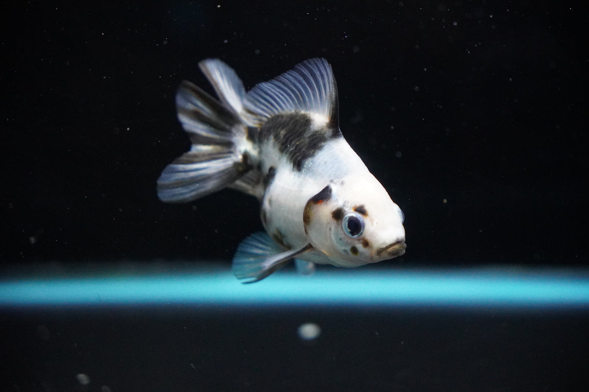 Ranchu Calico – King Koi and Goldfish