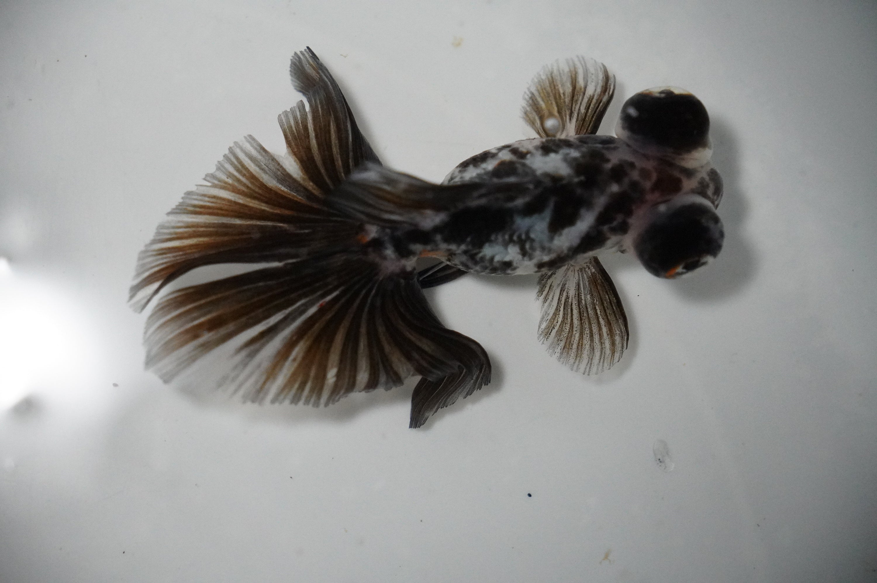 Butterfly Calico — King Koi and Goldfish