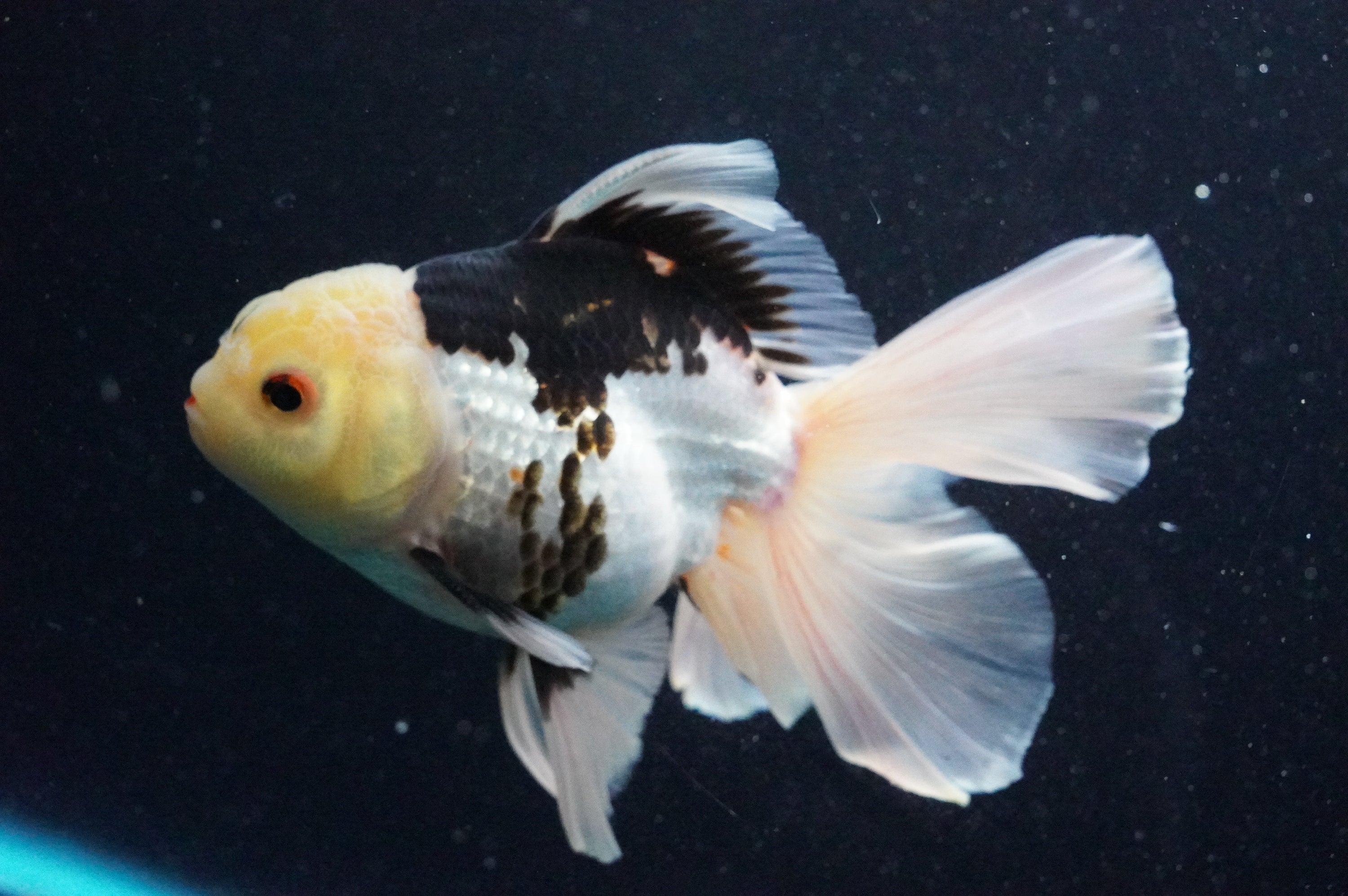 Thai Oranda Tricolor — King Koi and Goldfish
