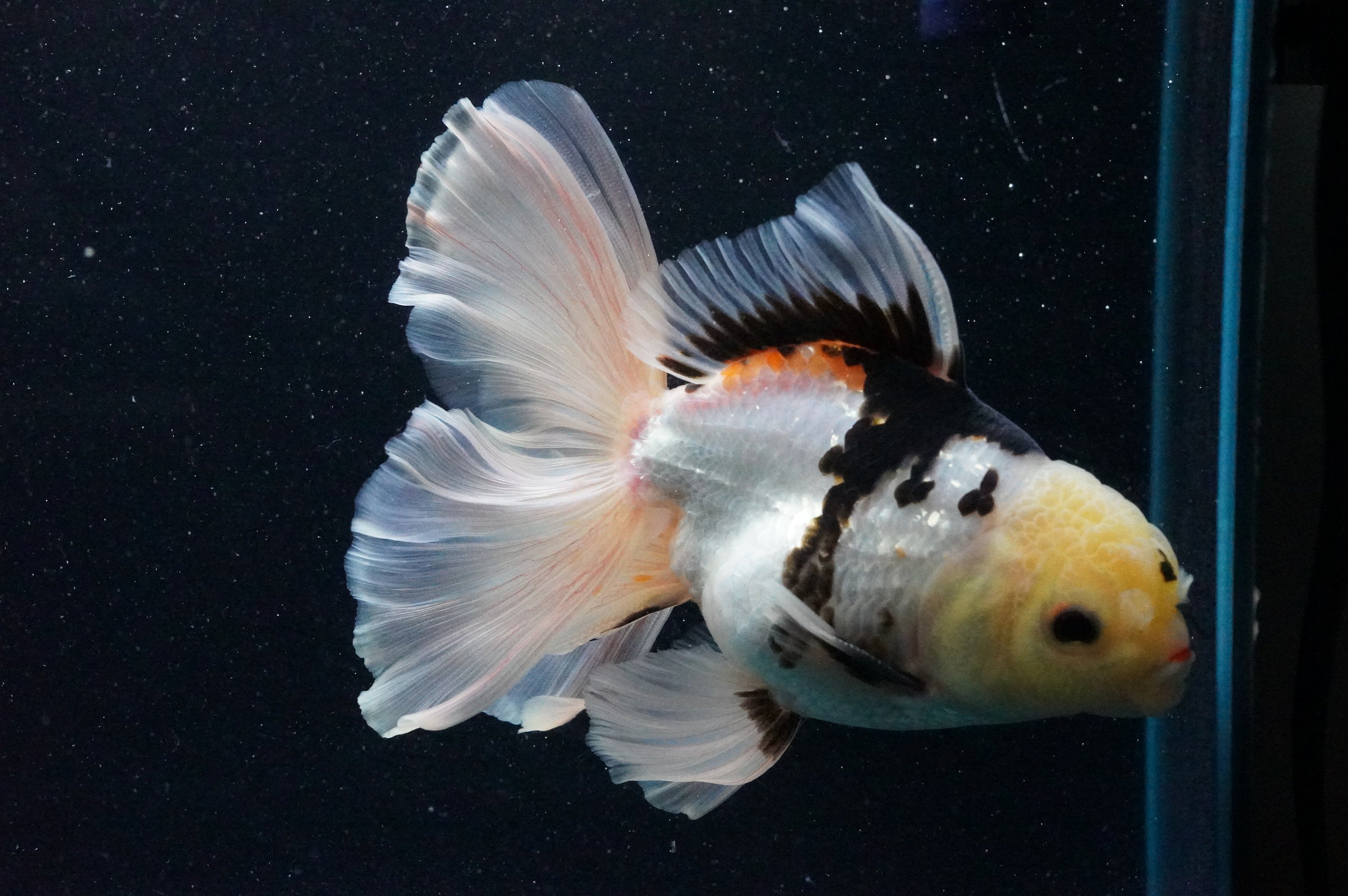 Thai Oranda Tricolor — King Koi and Goldfish