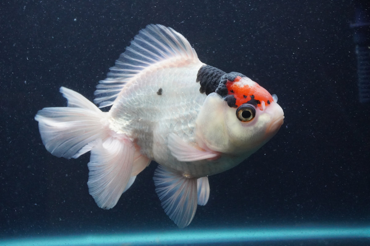 Thai Oranda Tricolor — King Koi and Goldfish
