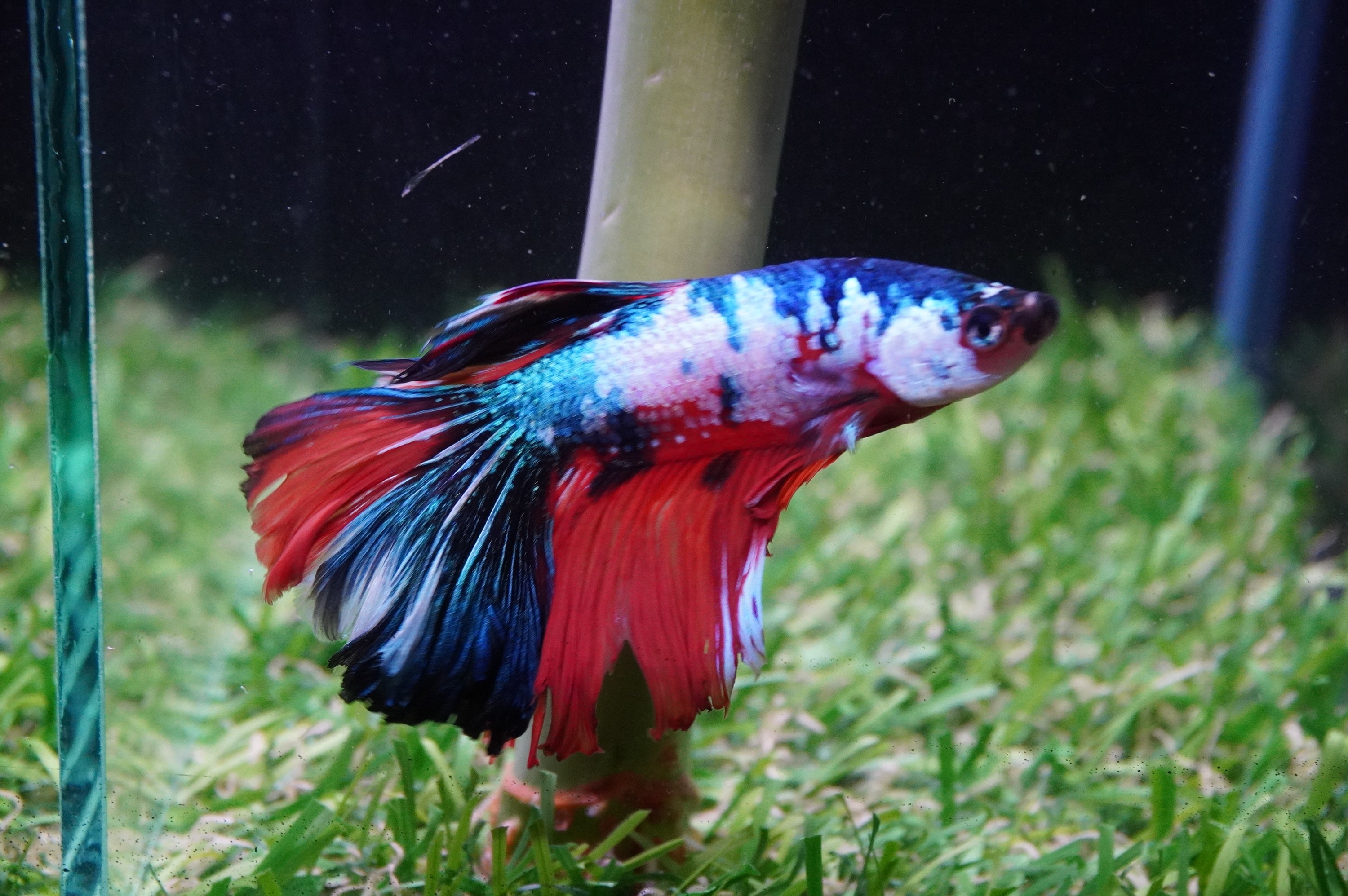 Betta Candy — King Koi and Goldfish
