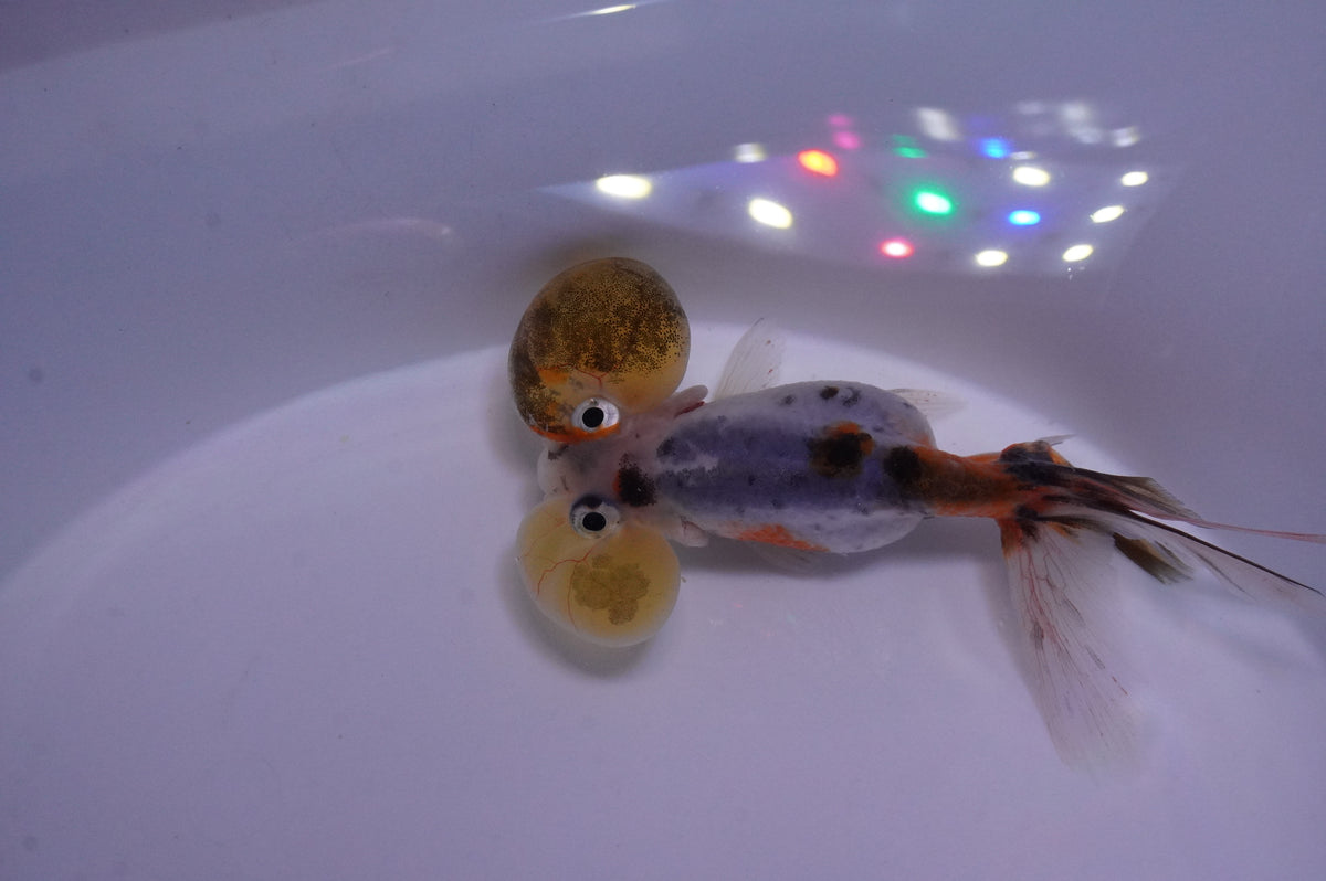 Bubble Eye Calico – King Koi and Goldfish