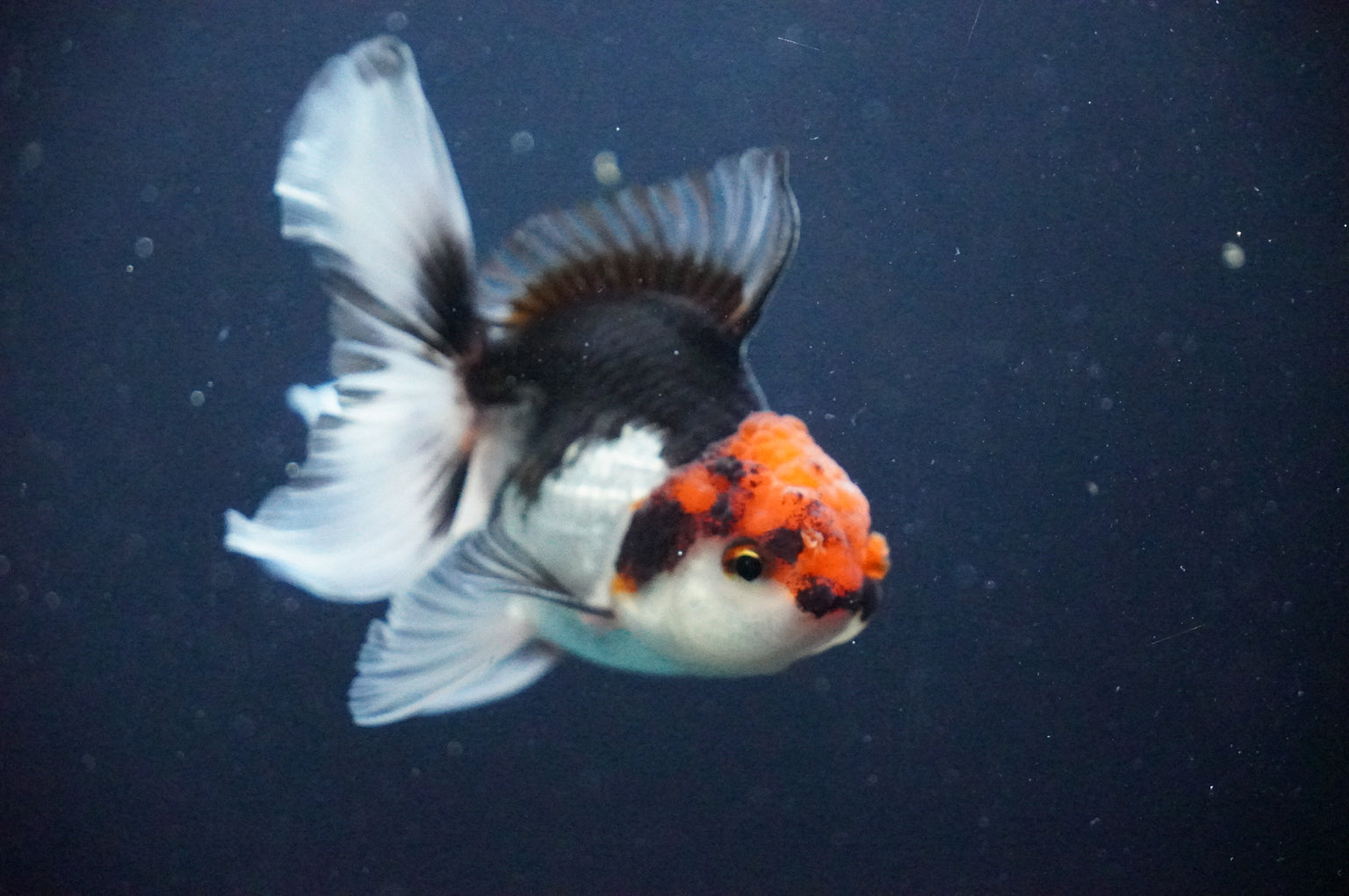 Chinese Ranchu — King Koi and Goldfish