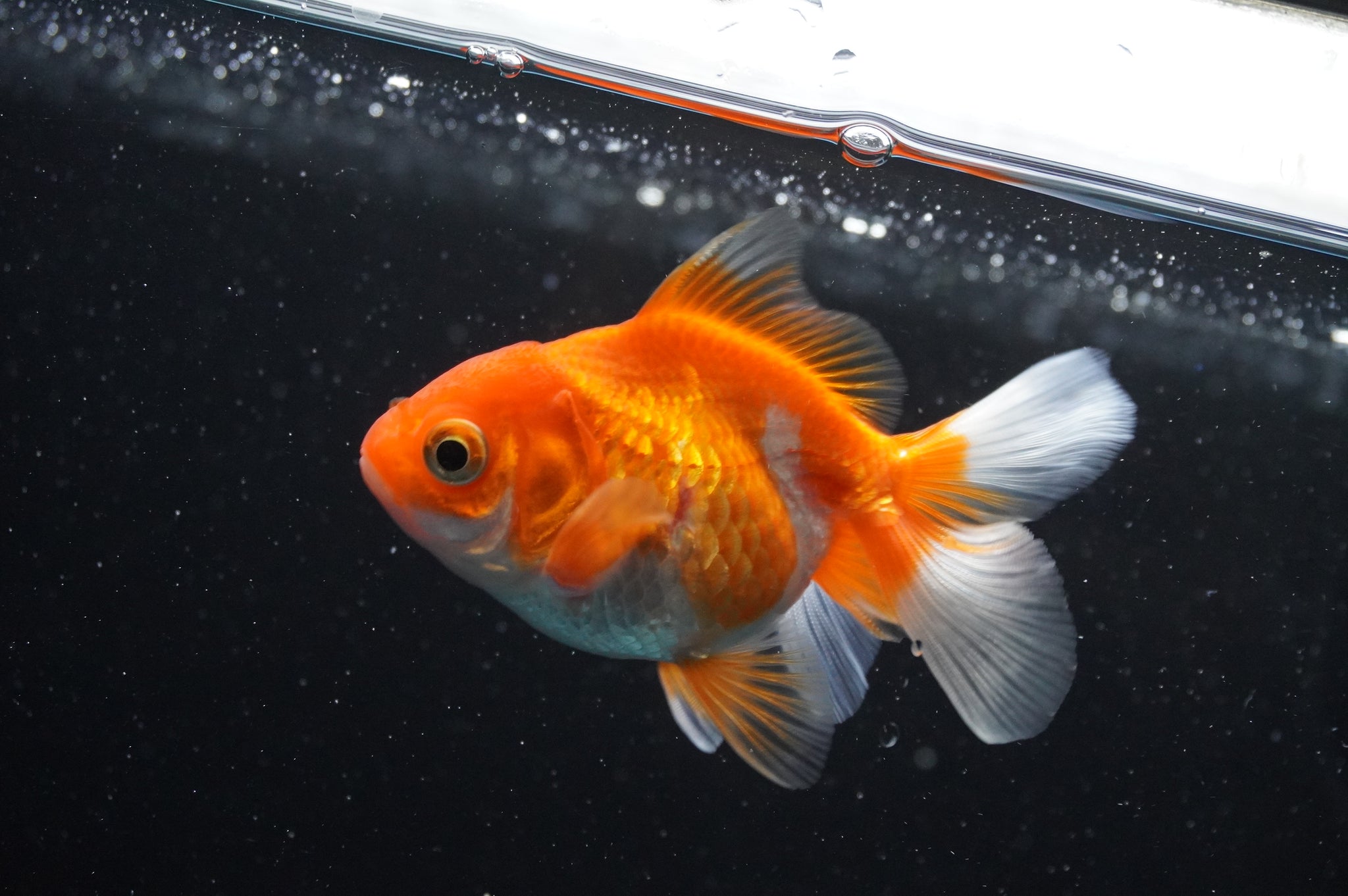 Clearance — King Koi and Goldfish