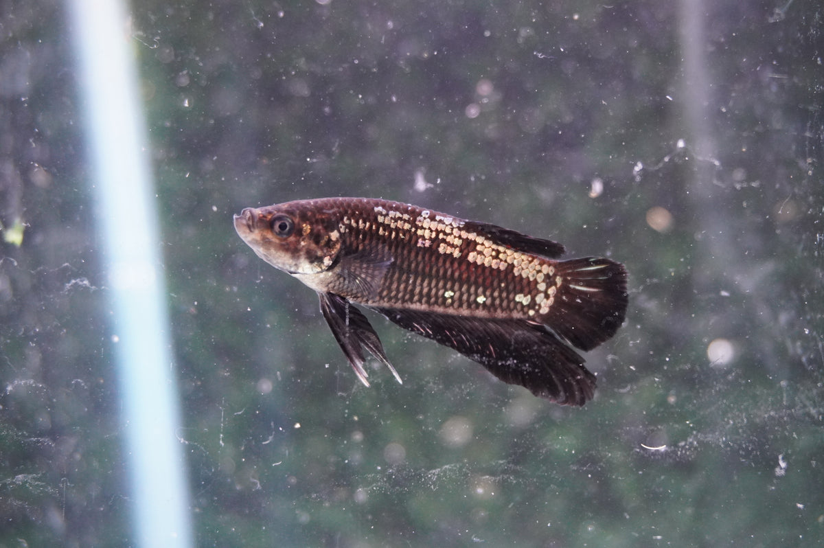 Betta Samurai – King Koi and Goldfish
