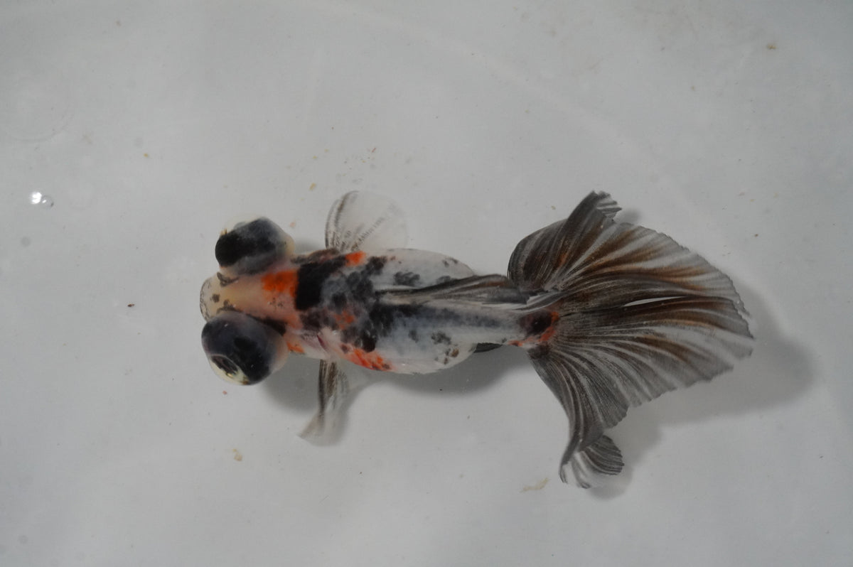 Butterfly Calico — King Koi and Goldfish