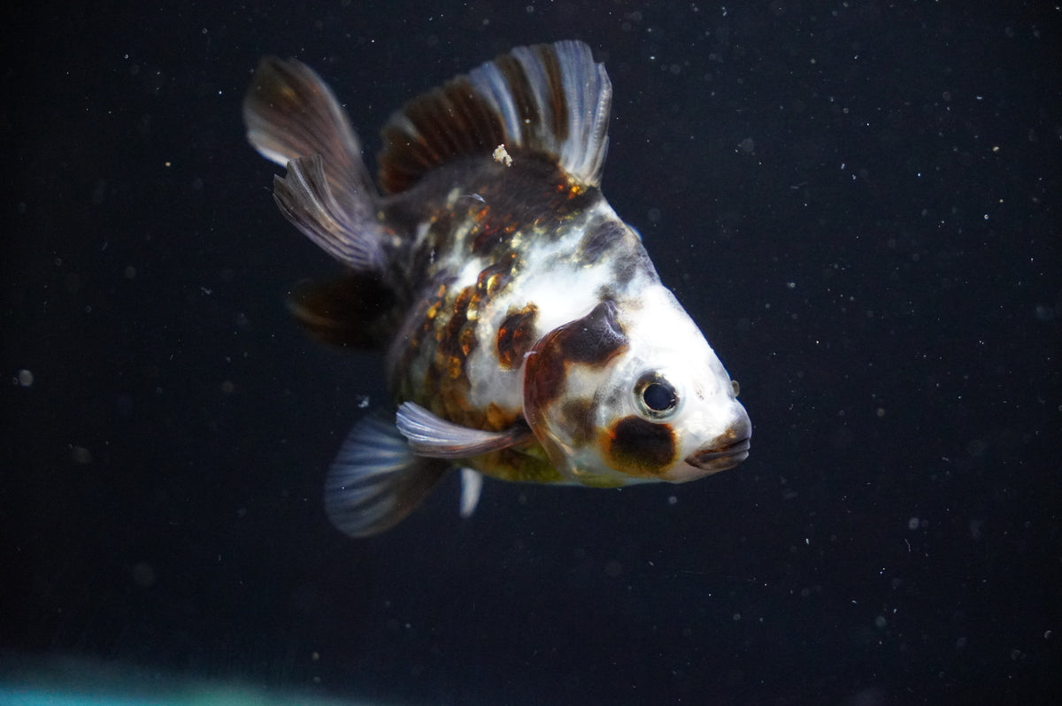 Ranchu Calico – King Koi and Goldfish