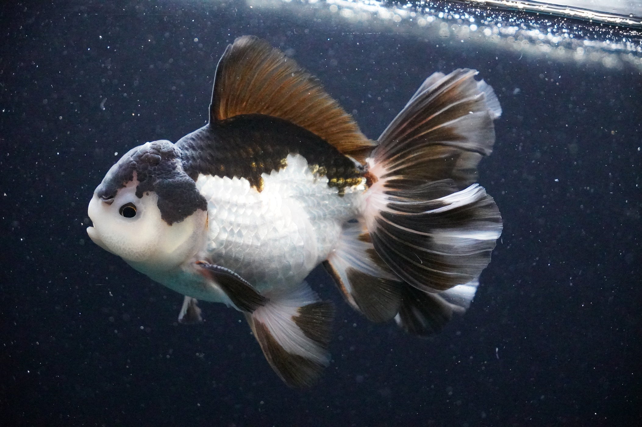 Thai Oranda Panda — King Koi and Goldfish