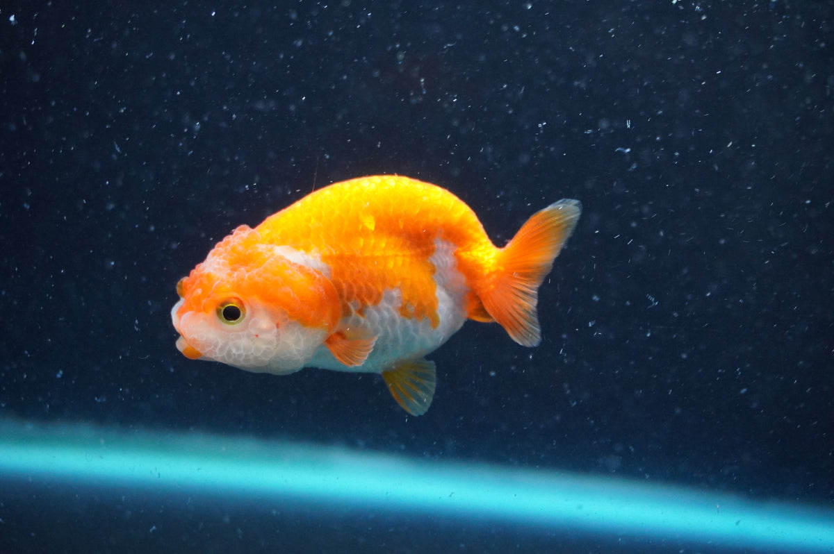 Ranchu Red White — King Koi and Goldfish