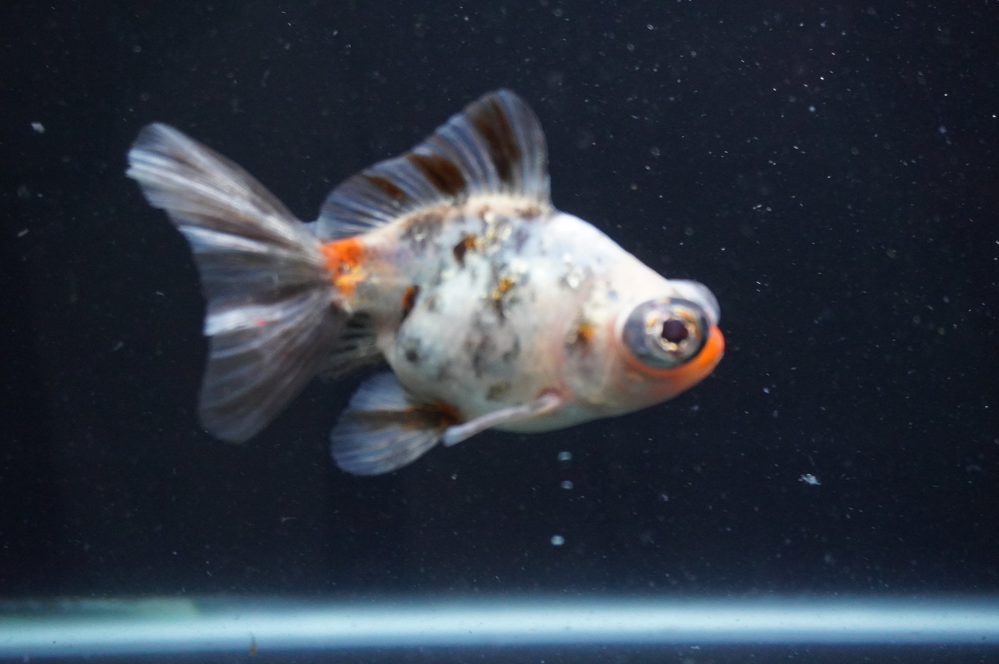 Chinese Ranchu — King Koi and Goldfish
