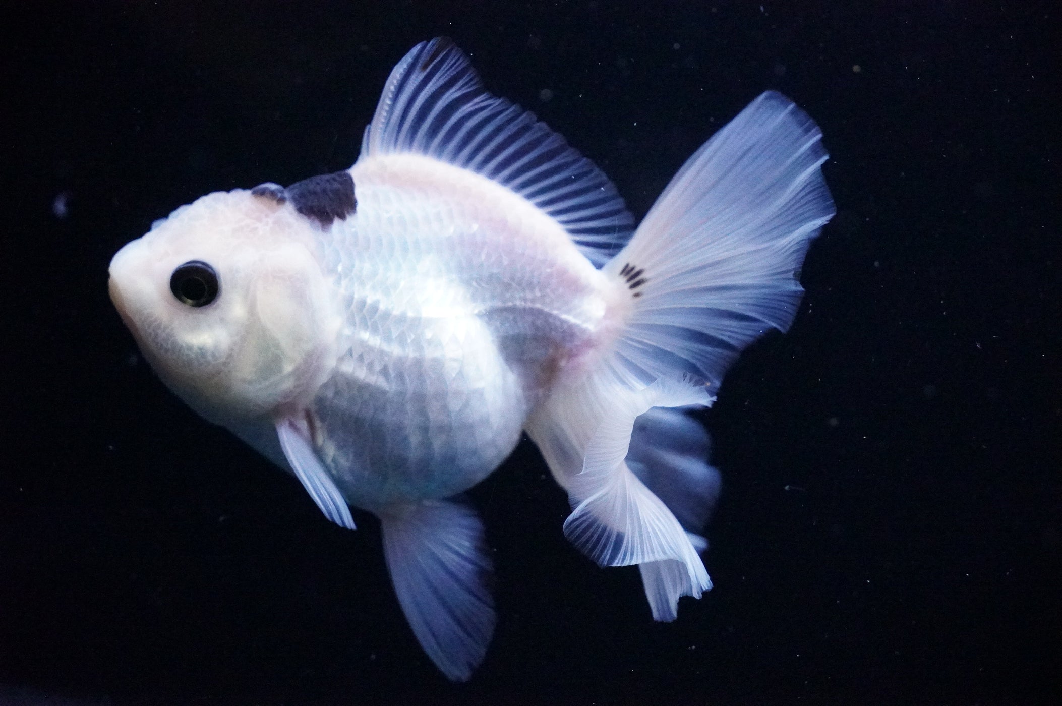 Thai Oranda Panda — King Koi and Goldfish