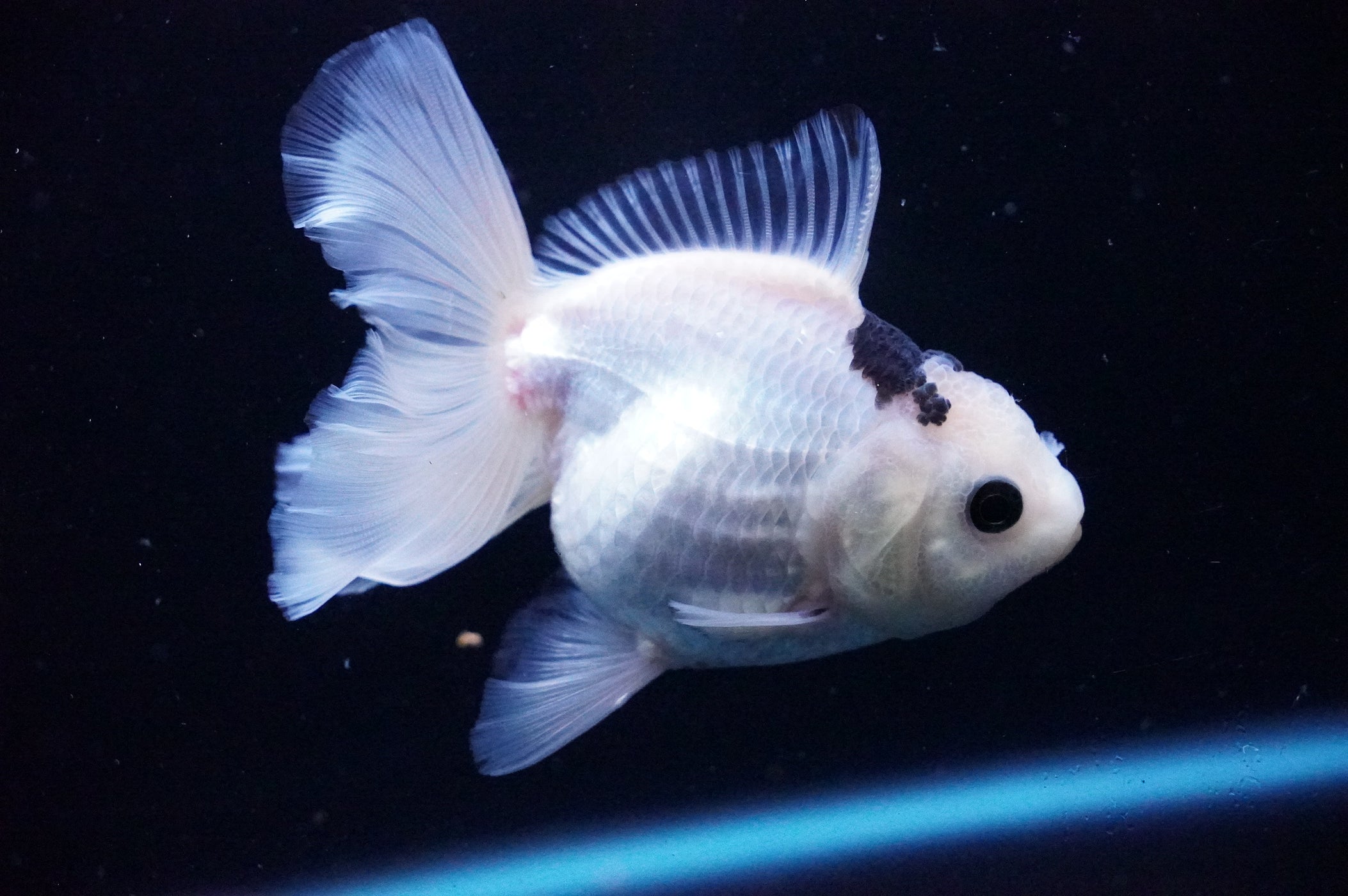 Thai Oranda Panda — King Koi and Goldfish
