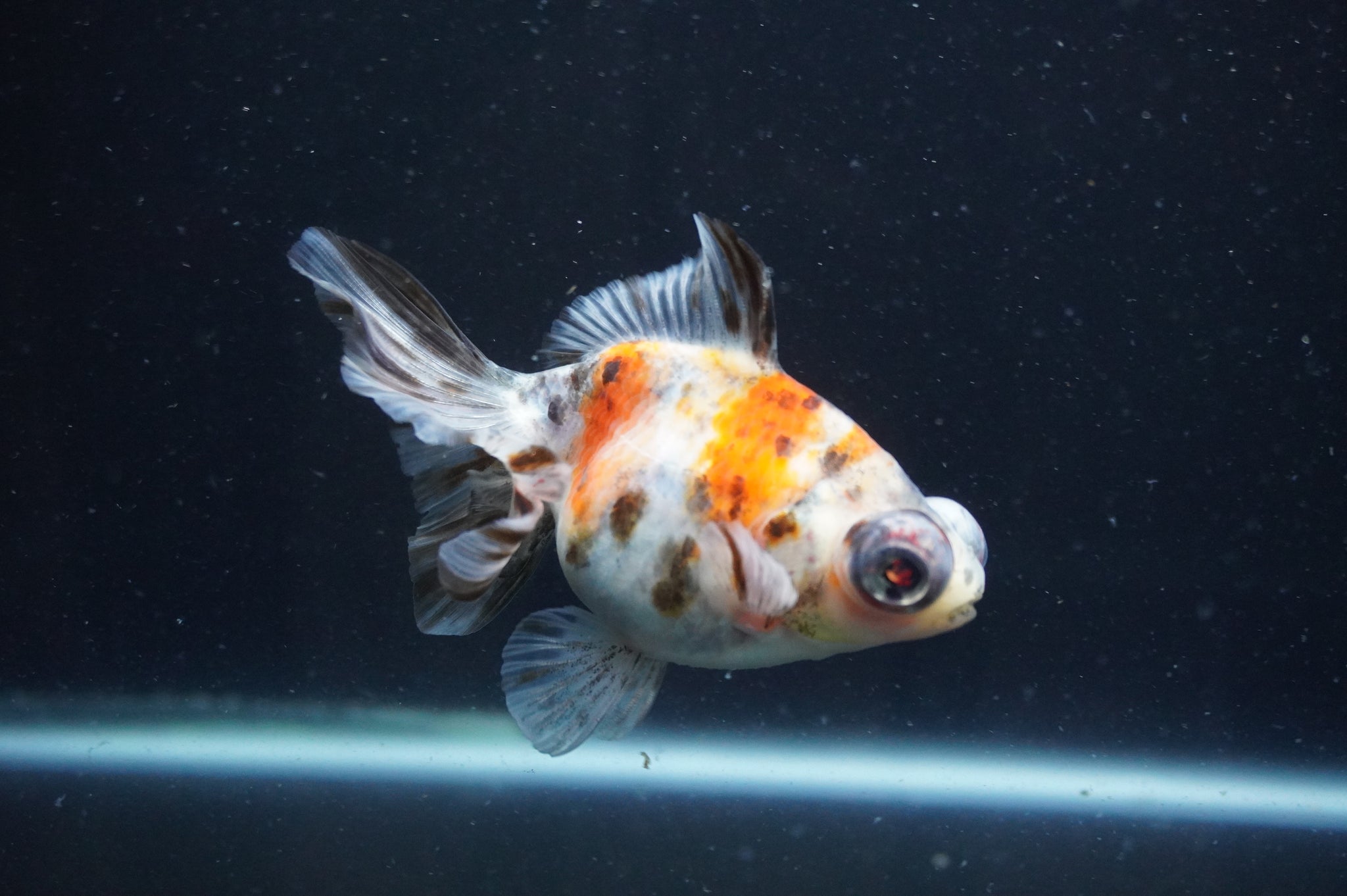Chinese Ranchu — King Koi and Goldfish