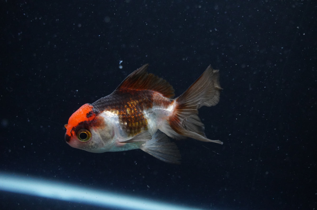 Thai Oranda Tricolor – King Koi and Goldfish