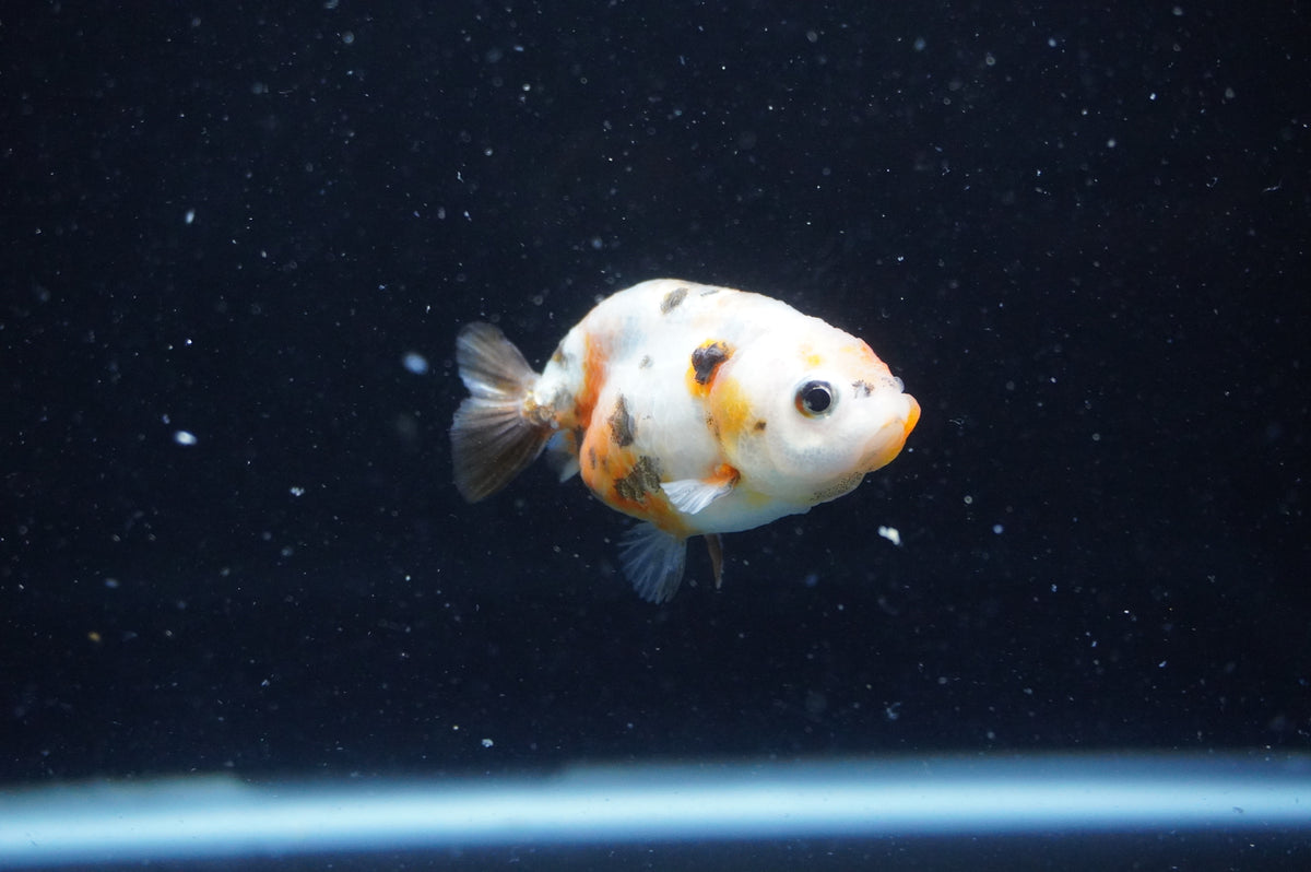 Ranchu Calico – King Koi and Goldfish