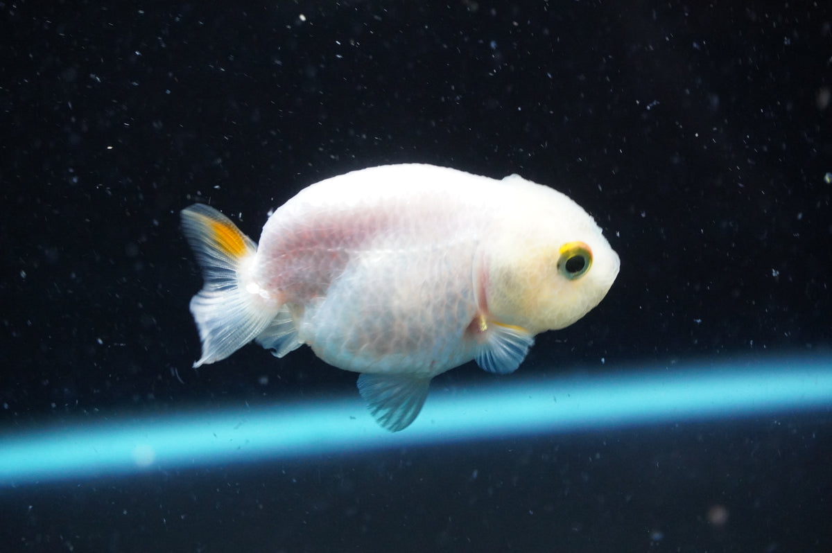 Ranchu Red White — King Koi and Goldfish