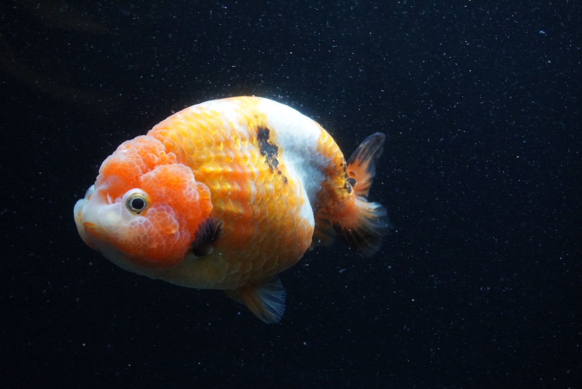 Ranchu Calico – King Koi and Goldfish