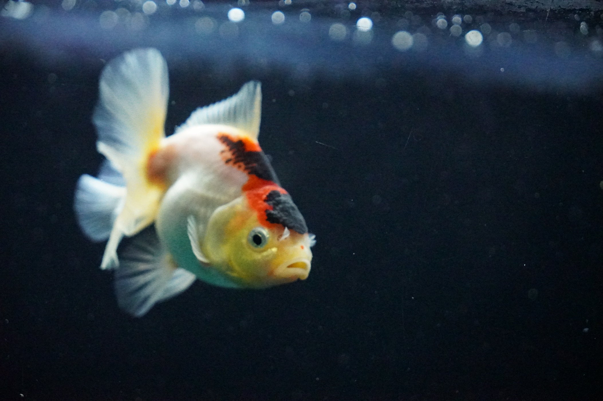 Thai Oranda Tricolor — King Koi and Goldfish