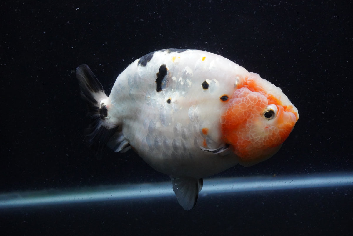 Ranchu Calico – King Koi and Goldfish
