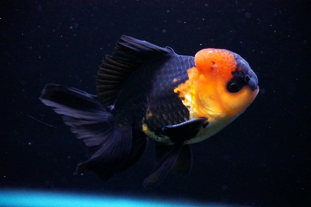 Thai Oranda Red Black — King Koi and Goldfish