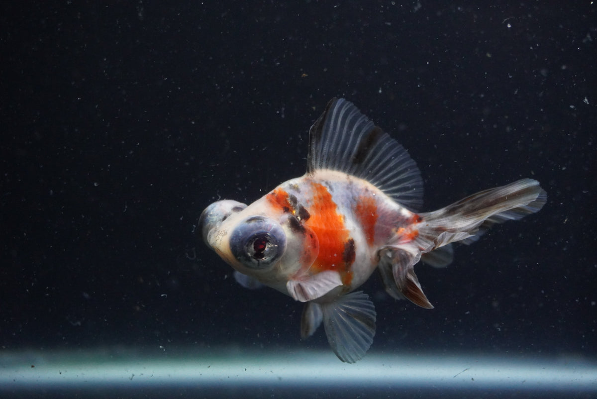Butterfly Calico – King Koi and Goldfish