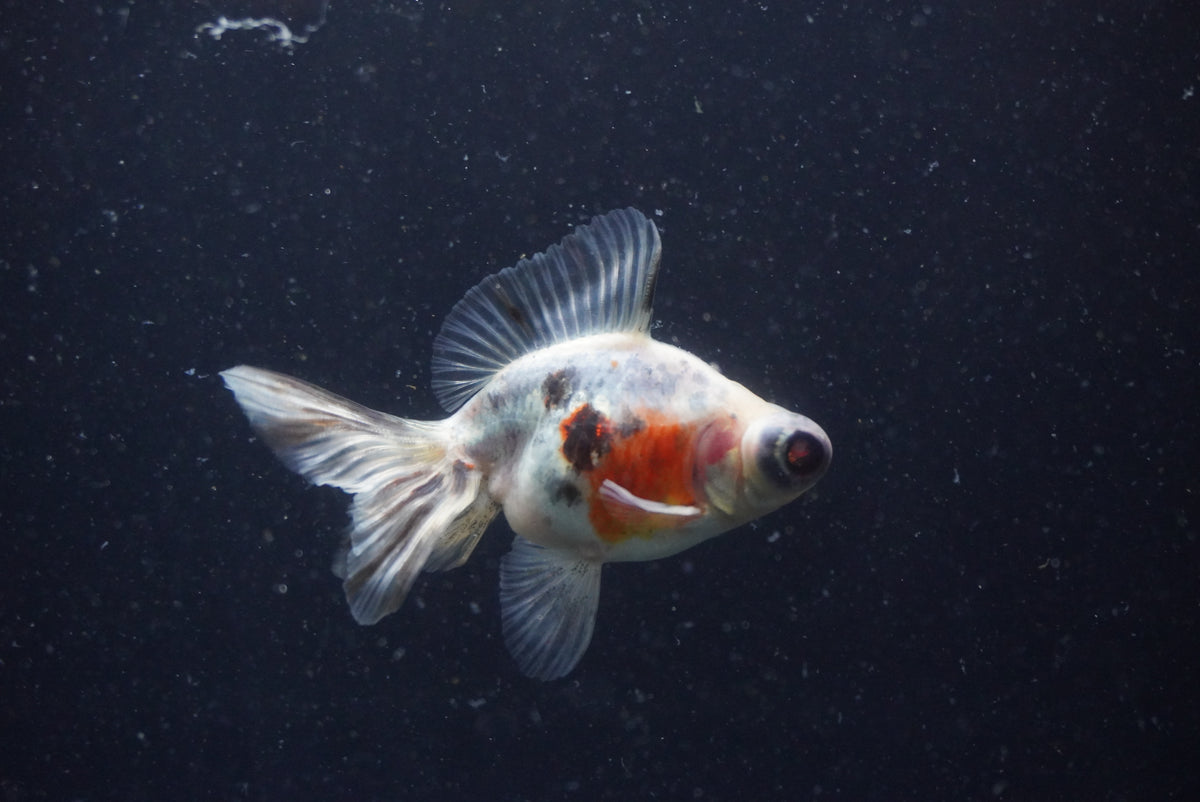 Butterfly Calico – King Koi and Goldfish