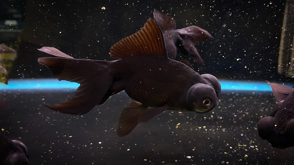 All Assorted — King Koi and Goldfish